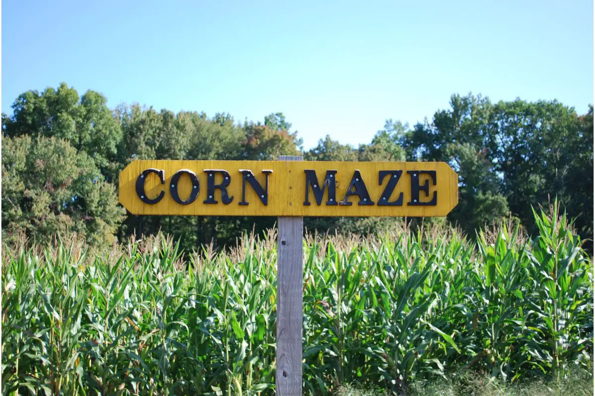 The 5 Best Corn Mazes In New Hampshire - Here In New Hampshire