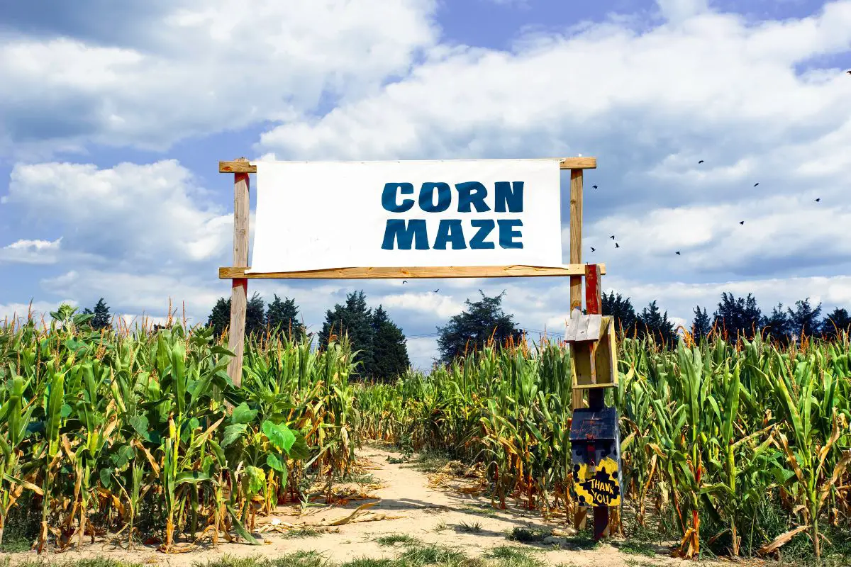 The 5 Best Corn Mazes In New Hampshire - Here In New Hampshire