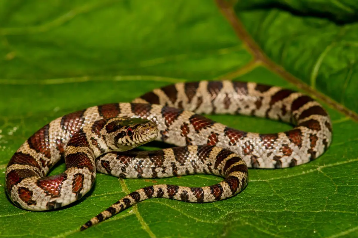 Snakes And New Hampshire: Most Common Types And Locations - Here In New ...