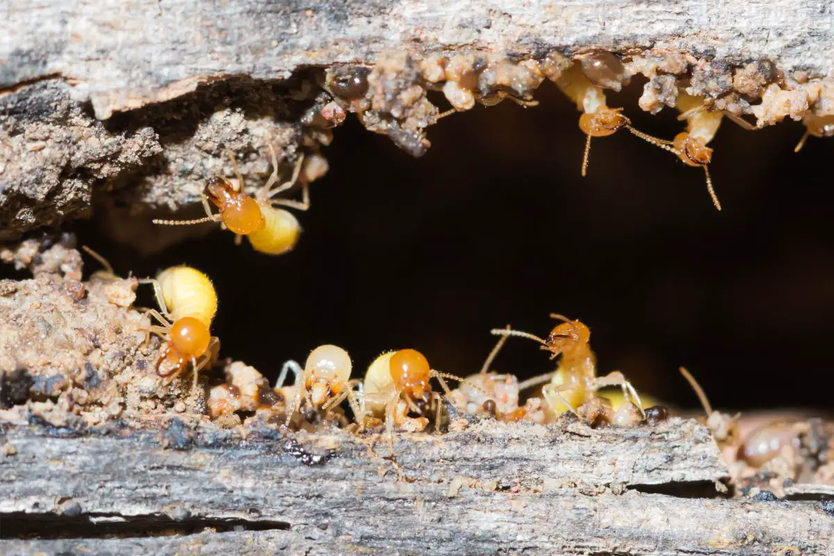 The New Hampshire Seasonal Insect Guide - Here In New Hampshire